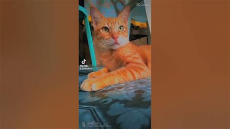 My Cute Cat Short Youtubeshorts Shorts Short Viral Video