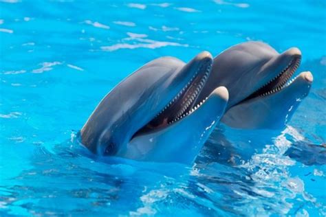 Research Dolphins Have Largest Alliance Network Outside Of Humans