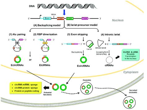 Biogenesis And Potential Biological Functions Of Circular Circrnas