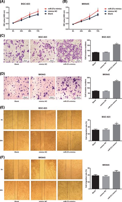 Effects Of Overexpression Of Mir 27a On Proliferation Invasion And