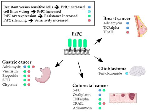 Cancers Free Full Text The Cellular Prion Protein And The Hallmarks