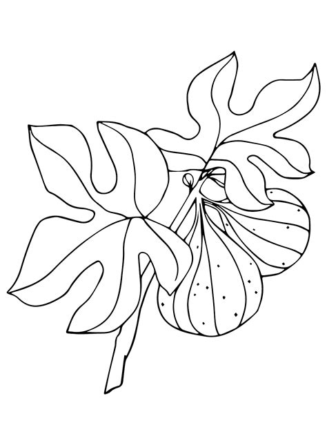 Dibujos para colorear de higos imprimibles gratis Páginas para