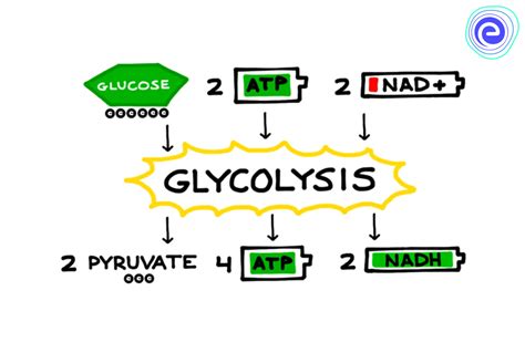 Cellular Respiration Vs Photosynthesis Jeopardy Template