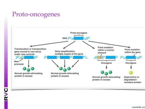 Principles Of Oncogenesis And Metastasis Flashcards Quizlet