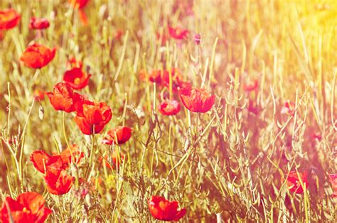 양 귀 비 꽃입니다 화려한 꽃 밀키 Sap와 둥근된 씨앗 캡슐 초본 공장 많은 양 귀 비 알 카 로이드를 포함 하 고 마약 모 르 핀과 코데인의 소스 0명에 대한 스톡 사진