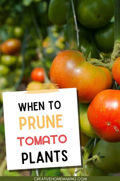 How To Prune Tomatoes For A Bountiful Harvest Creative Homemaking