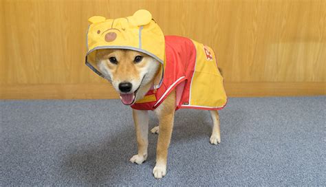 柴犬 亜門さんとハロウィン｜ディテックブログ｜ditechs Blog
