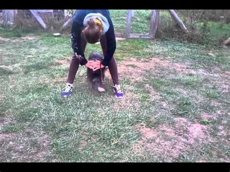 Hunde Olympiade Blinde Kuh Youtube
