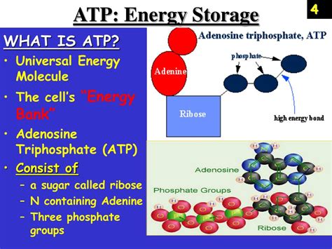 PPT ATP Photosynthesis Cellular Respiration PowerPoint