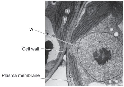 The Electron Micrograph Shows Part Of Two Eukaryotic Cells Which Features