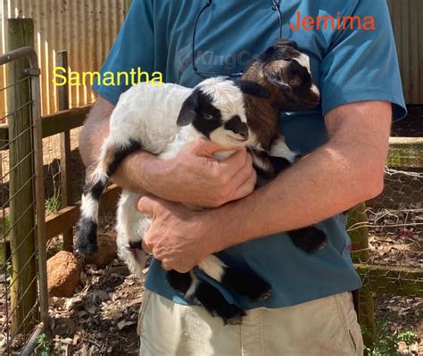 Miniature X Pygmy Baby Goats Mixed Sex Super Cute Quiet Livestock Gumtree Australia