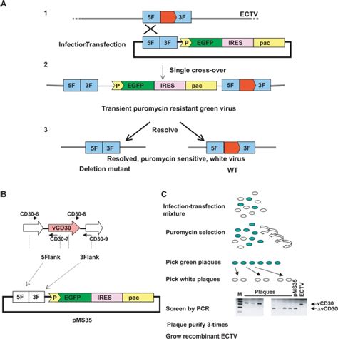 A Schematic Representation Of The Recombination Events Between The