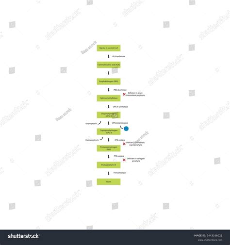 Porphyrin Accumulation Photos Images And Pictures Shutterstock