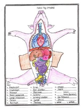 Fetal Pig Dissection Diagrams Digestive Minesuccess