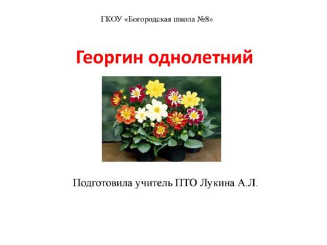 Георгин однолетний презентация онлайн