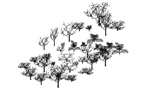 Deciduous Tree Plan Detail Dwg File Cadbull