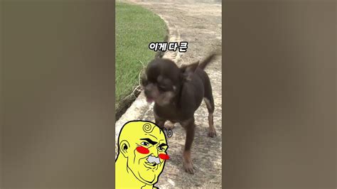 세상에서 가장 귀여운 강아지 Youtube
