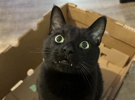 Day 83 Of Trying To Be The Most Followed Cat On Threads 🧵
