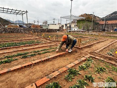 青岛故事将车厘子种植技术嫁接在蜜杏上年产高达30万斤 半岛网
