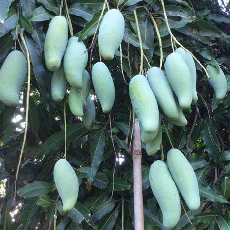 Cây Xoài Thái Lan Cây ăn Trái Trồng Chậu Hoa Kiểng Phúc Lộc