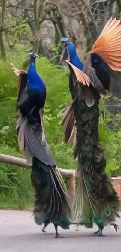 Vibrant Peacocks In Dance Free Download