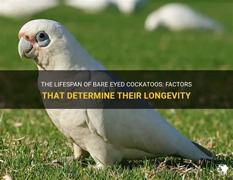 The Lifespan Of Bare Eyed Cockatoos Factors That Determine Their