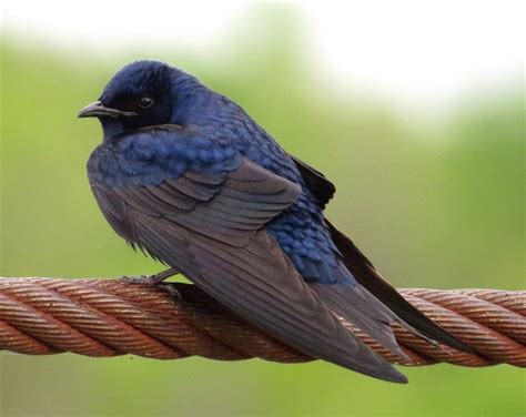 Gold Crest Purple Martin Dawn Song Cd Purple Martin Attractors Xfwkz