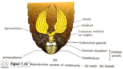 Cockroach Morphology Anatomy Excretory System Circulatory System