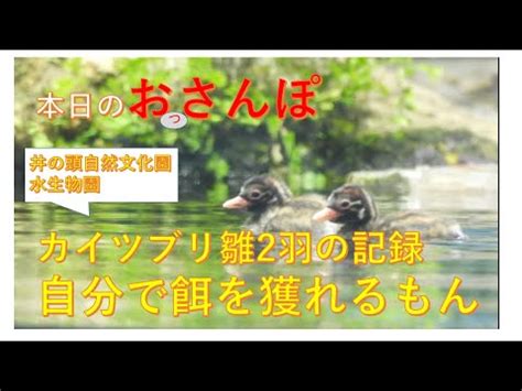 井の頭自然文化園水生物園カイツブリの雛Vol10自分で餌を獲れるもん本日のおっさんぽ YouTube