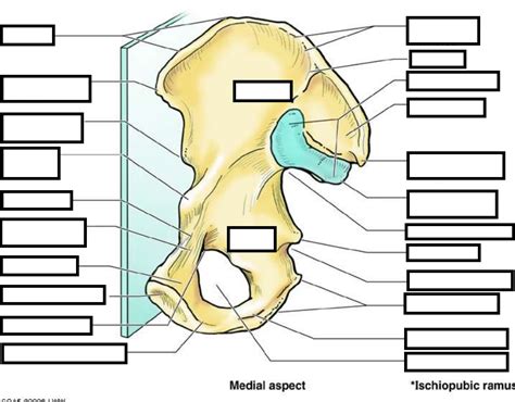 Medial Aspect Of Hip Diagram Quizlet