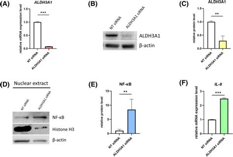 Corneal Strain Influences Keratocyte Proliferation And Migration