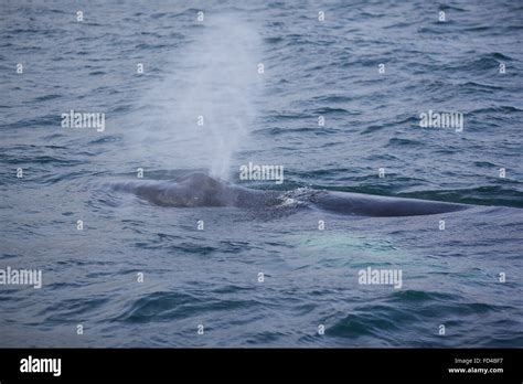 Whale Spraying Water High Resolution Stock Photography and Images - Alamy