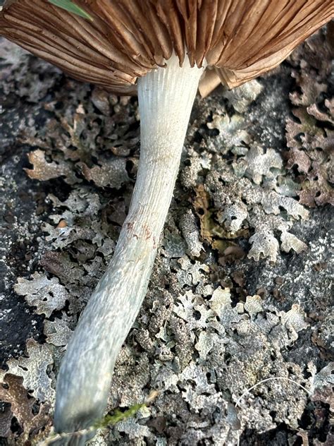 Are These Psilocybin Mushrooms R Shroomid