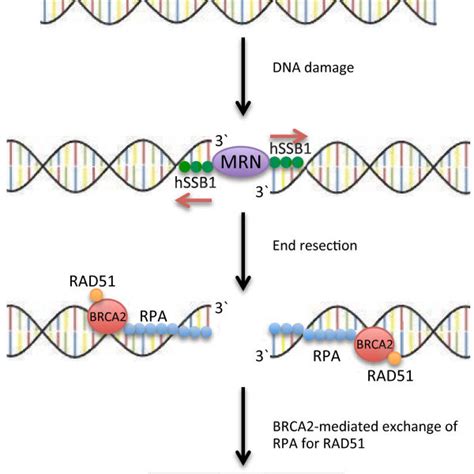 Pdf Human Single Stranded Dna Binding Proteins Are Essential For