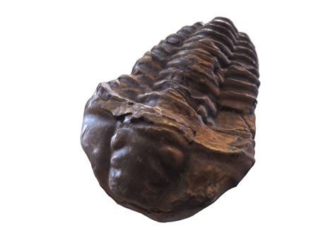 Fossil Trilobites Cgtrader