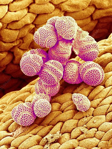 Passion Flower Pollen Sem Stock Image C0227868 Science Photo