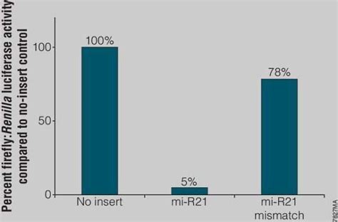 Pmirglo Dual Luciferase Mirna Target Expression Vector Molecular Products Co