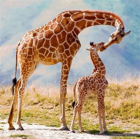 პატარა ჟირაფი 🌟☀️