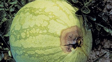 Minimizing Blossom End Rot Ber In Melon Yara United States