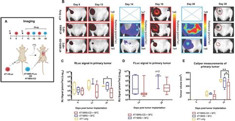 Engineering Circulating Tumor Cells As Novel Cancer Theranostics