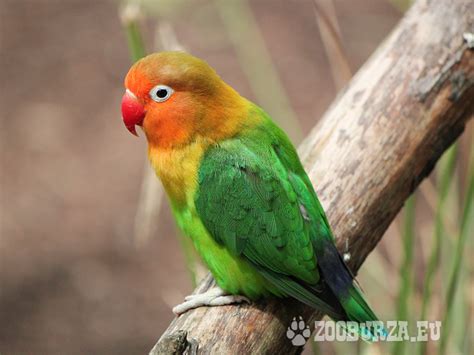 Agapornis Fischer