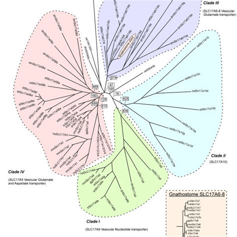 The Phylogenetic Tree Of The SLC17 Family From Human Hs Homo Download Scientific Diagram
