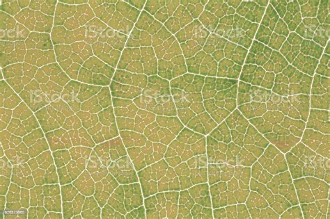 잎 텍스처 패턴 배경 그래픽 웹 사이트 서식 파일에 대 한입니다 봄 아름다움입니다 환경 및 생태 아이디어 컨셉 디자인입니다 색상 효과 사진입니다 0명에 대한 스톡 사진 및