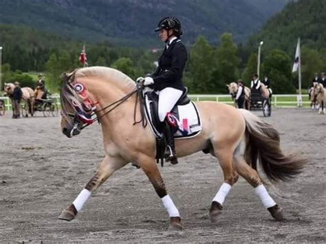 Kuling | Fjordhestportalen