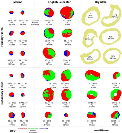 Colour Coded Cross Sections From Tem Showing Cortex Cell Type
