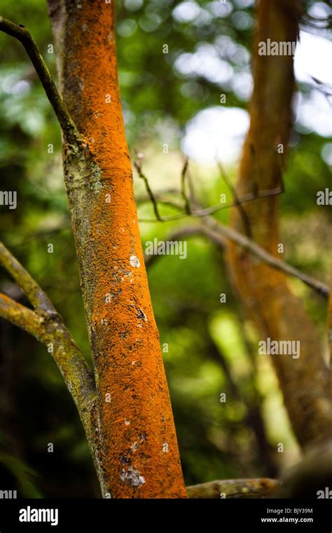 Tree With Orange Bark Hi Res Stock Photography And Images Alamy