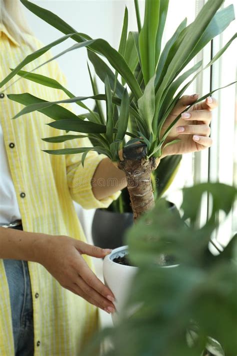 Woman Taking Care Of Potted Houseplants On Windowsill At Home Closeup