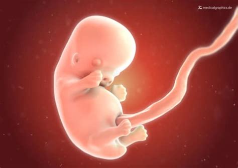 Ssw 8 Dein Umfassender Guide Zur 8 Schwangerschaftswoche Happy Eltern