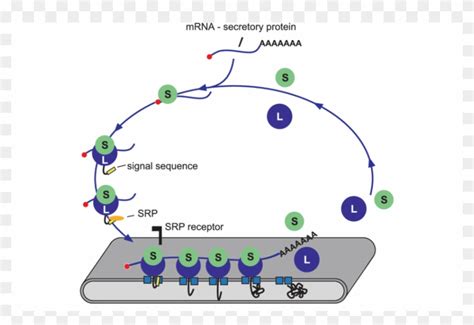 The Signal Recognition Particle Ribosome Cycle Circle Clipart 5357113 Pikpng