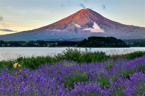 河口湖ラベンダー 富士山に夢中